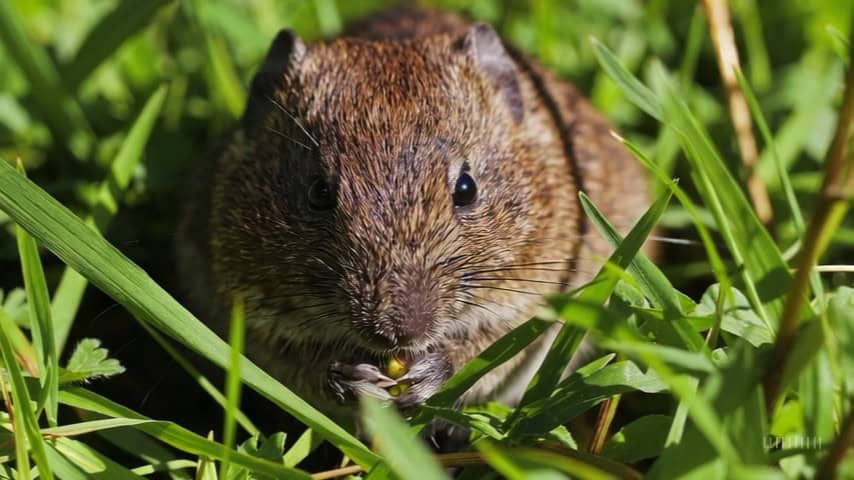 Vole vs. Mole: How to Identify Which Pest is Ruining Your Lawn – VOLE ...